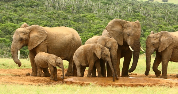 Soorten Olifanten / Waar komen olifanten vandaan? | Olifantjes-info.jouwweb.nl