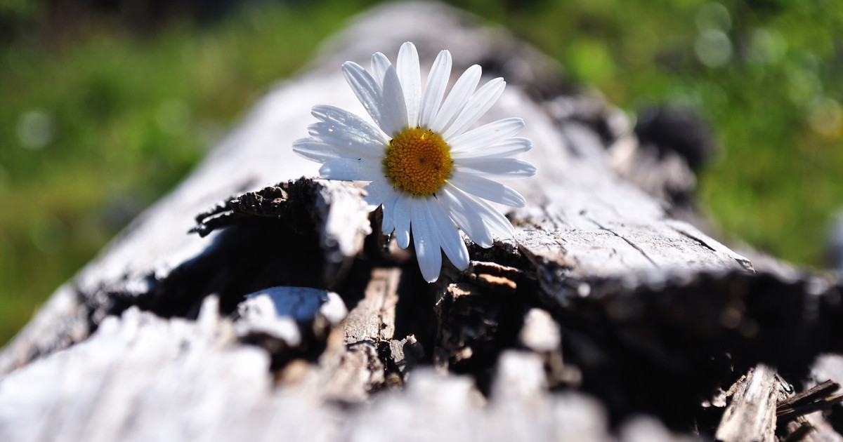 Margrietroute Denemarken