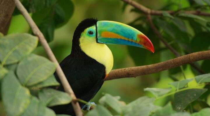 Vogels spotten in Suriname