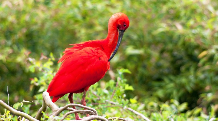 Natuurreservaten in Suriname