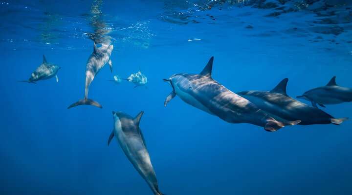 Anse La Raie (Mauritius): informatie & reizen