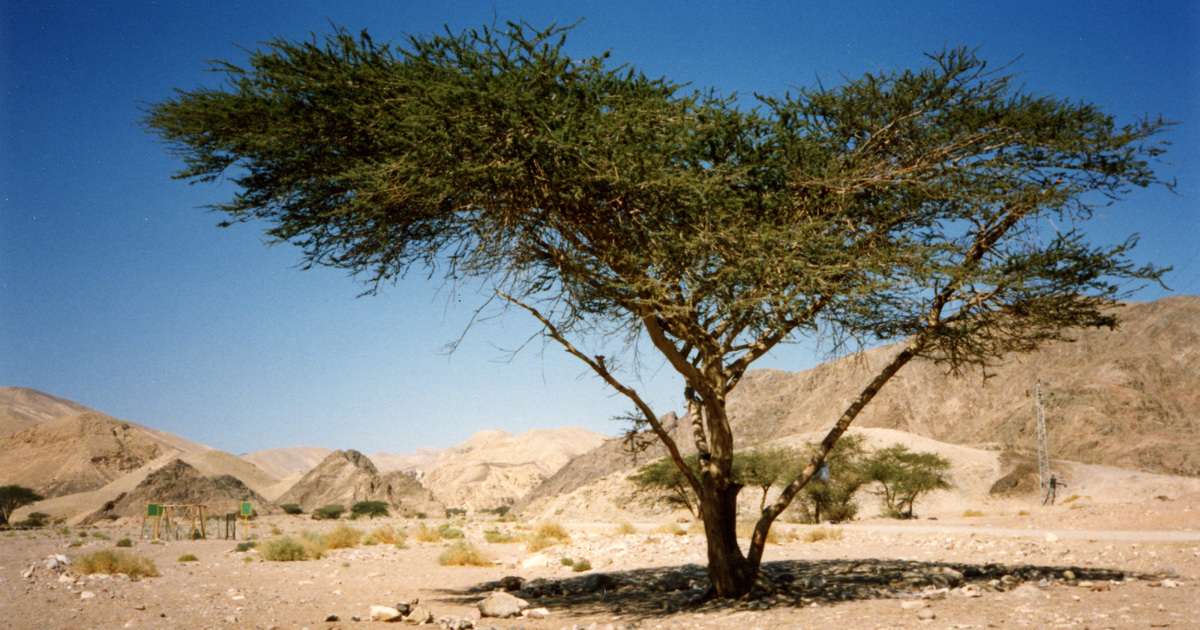 Overnachten in een kibboets