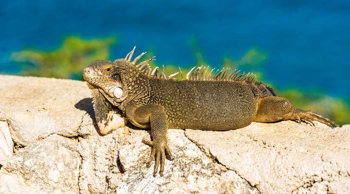 5 x typisch Curaçao