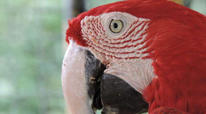 Vogels spotten in Suriname