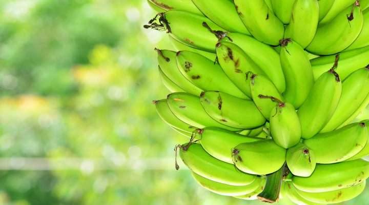 Machala (Ecuador): informatie & reizen