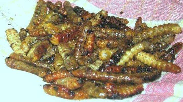 Meest vreemde voedsel ter wereld | Reisgraag.nl