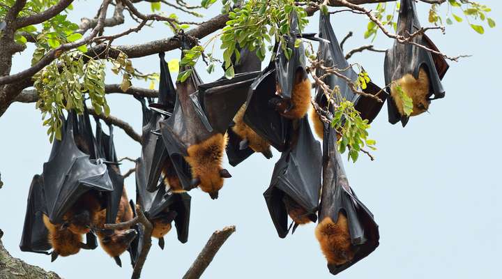 De flora en fauna van Tonga