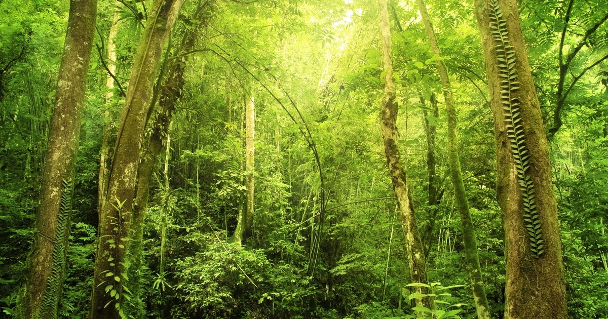 Het tropisch regenwoud van Brunei